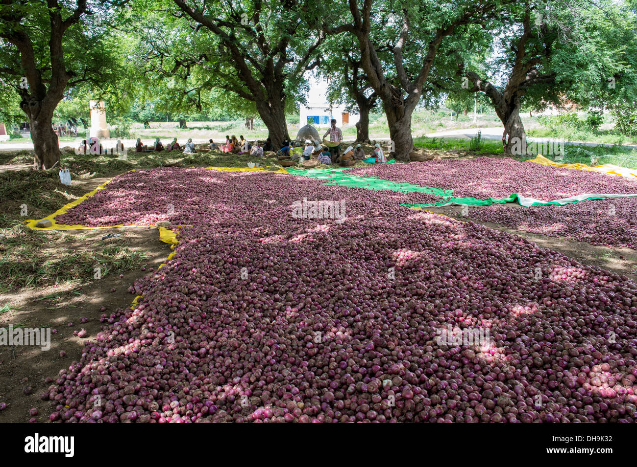 Rural Indian village women working topping and tailing harvested red ...