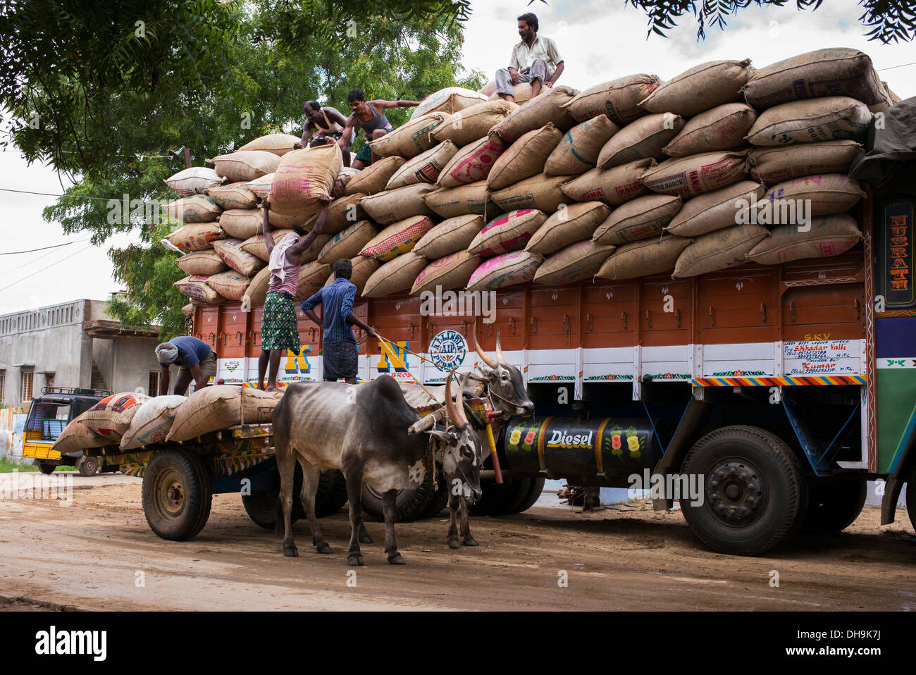 Indian men overloading a truck with sacks of harvested peanuts from a ...