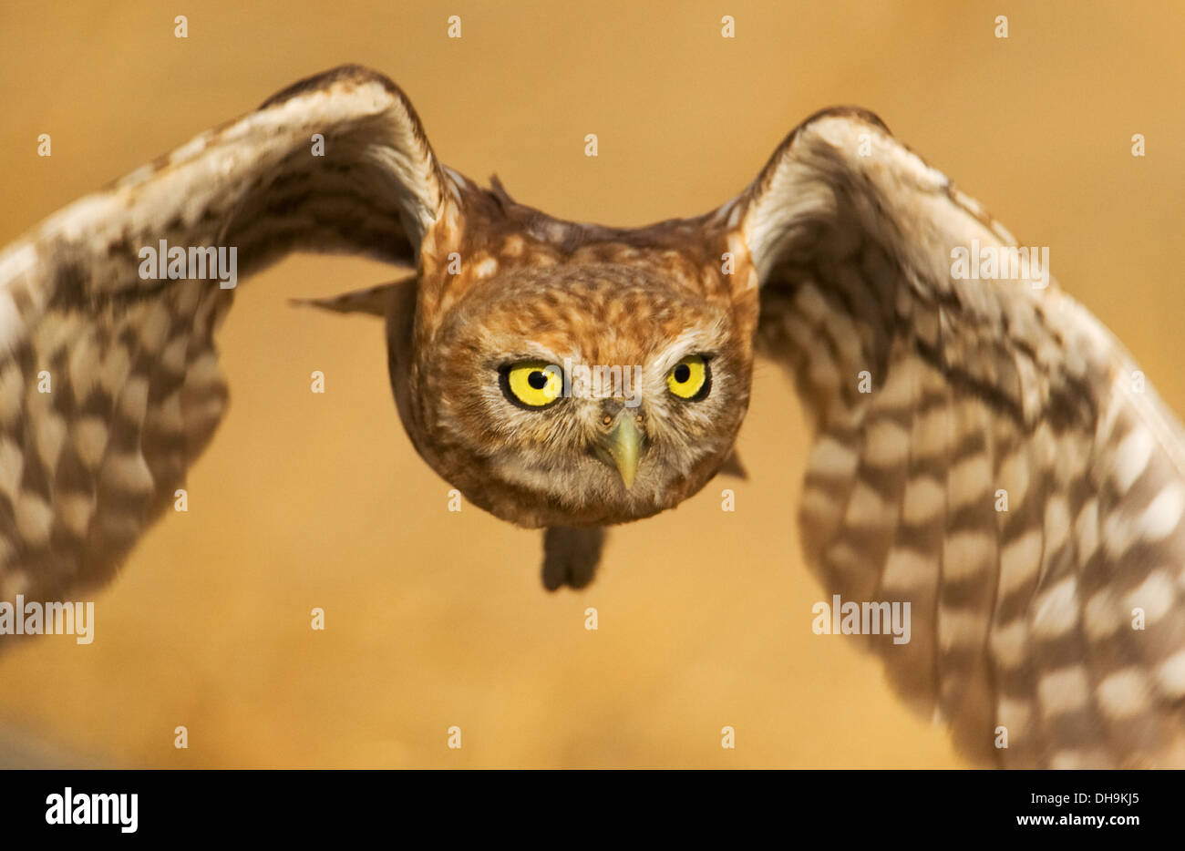 Flying little owl hi-res stock photography and images - Alamy