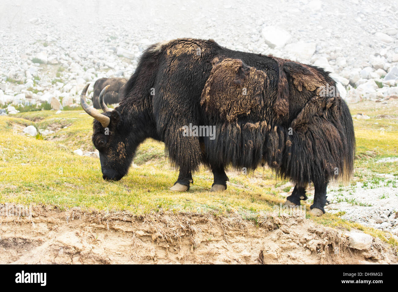 Close up wild yak in Himalaya mountains. India, Ladakh Stock Photo - Alamy