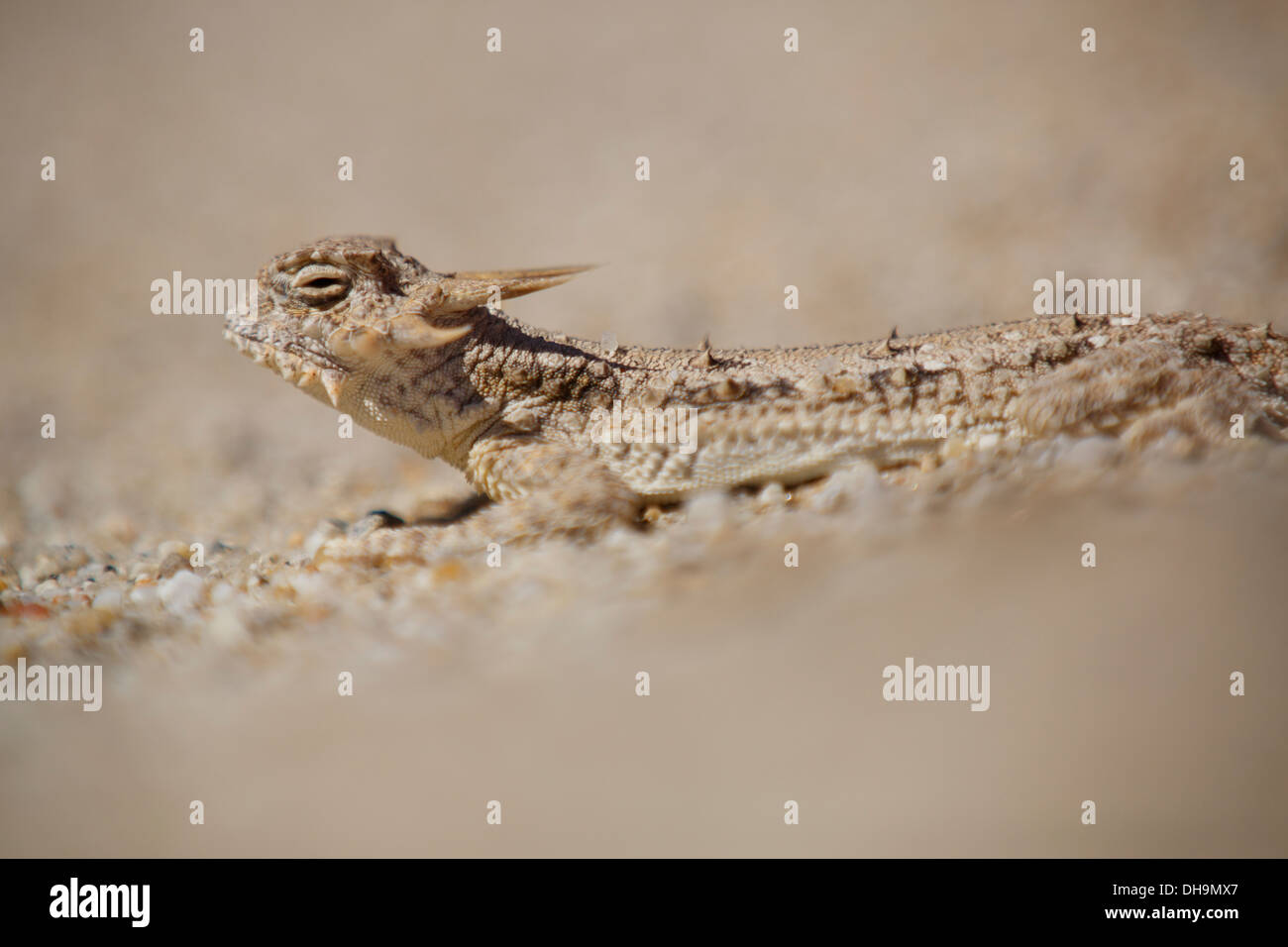 flat-tail horned lizard (Phrynosoma mcallii), Anza-Borrego Desert State ...