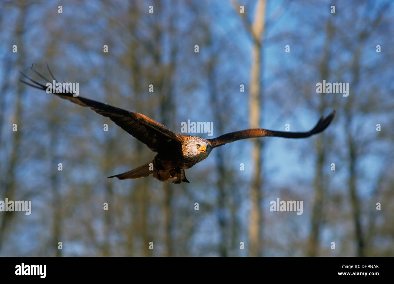 Milvus milvus milan royal hi-res stock photography and images - Alamy