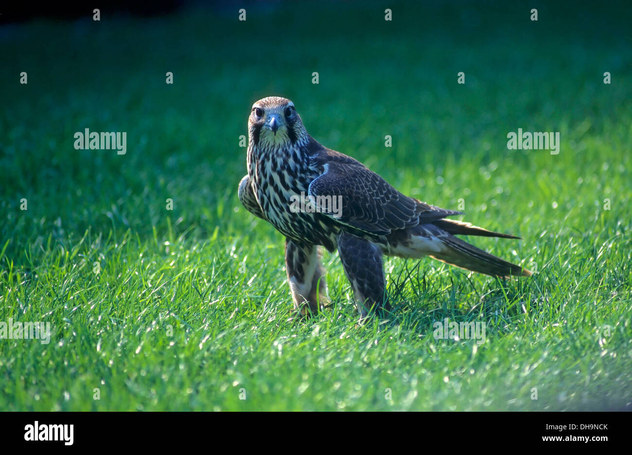Saker falcon hi-res stock photography and images - Alamy