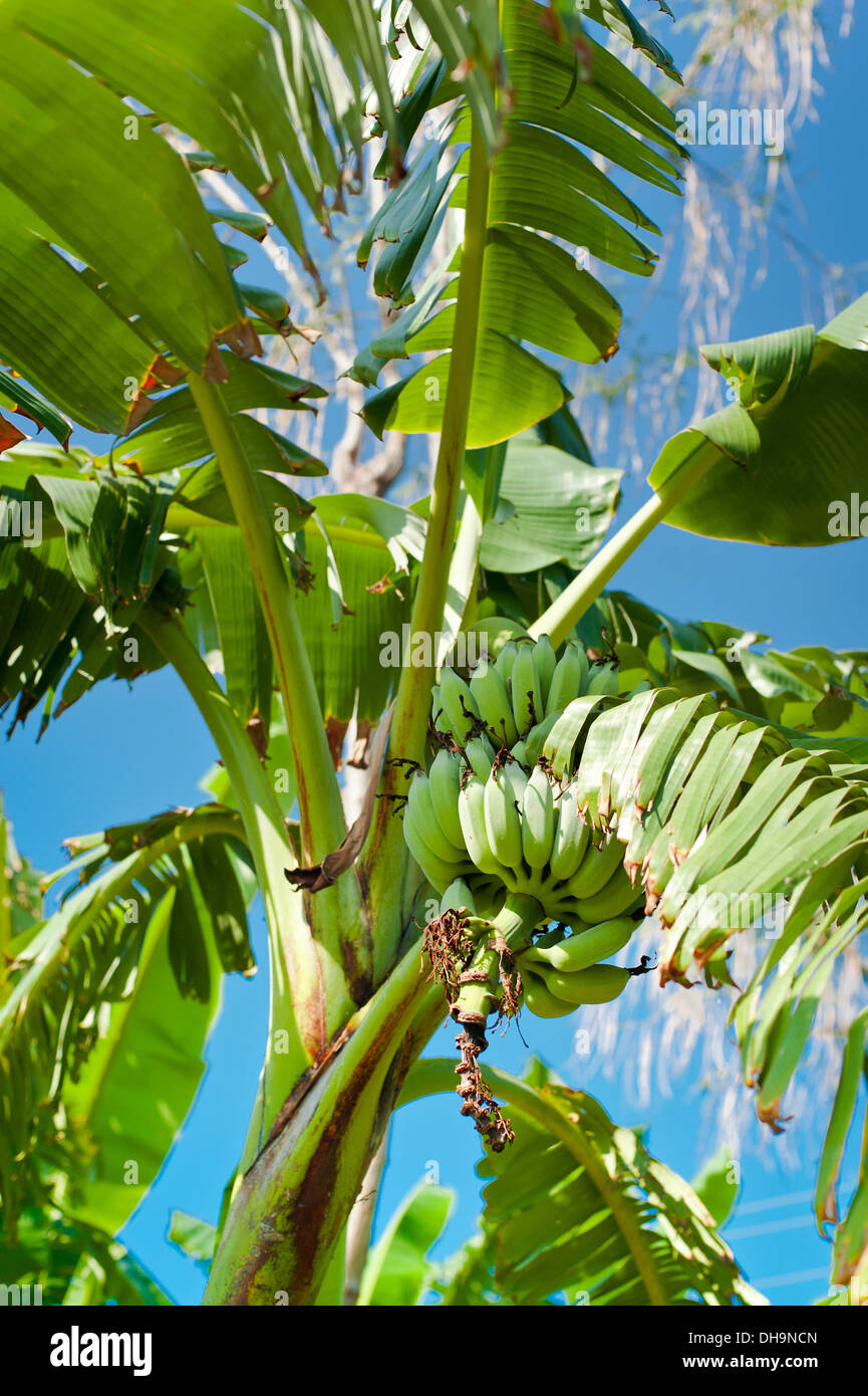 Banana tree and palm tree hi-res stock photography and images - Alamy
