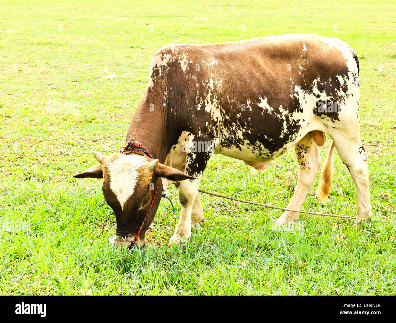 Cow eating green grass hi-res stock photography and images - Alamy