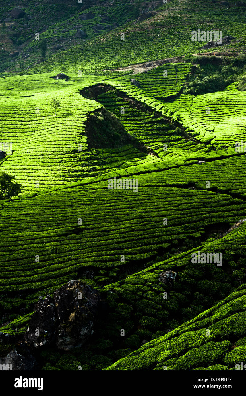 Tea plantation landscape. Munnar, Kerala, India. Nature background ...
