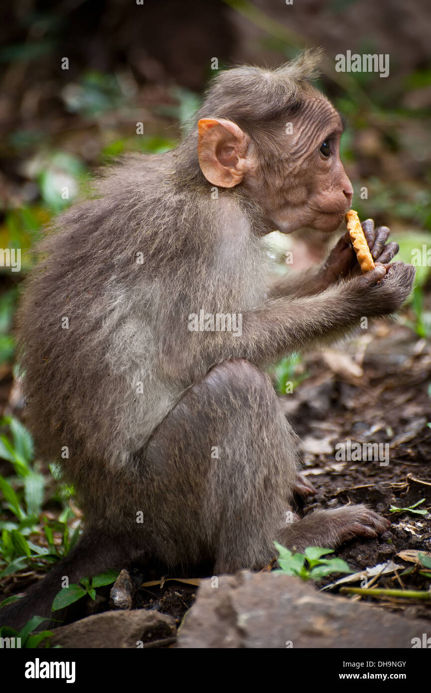 Monkey Eating Lunch
