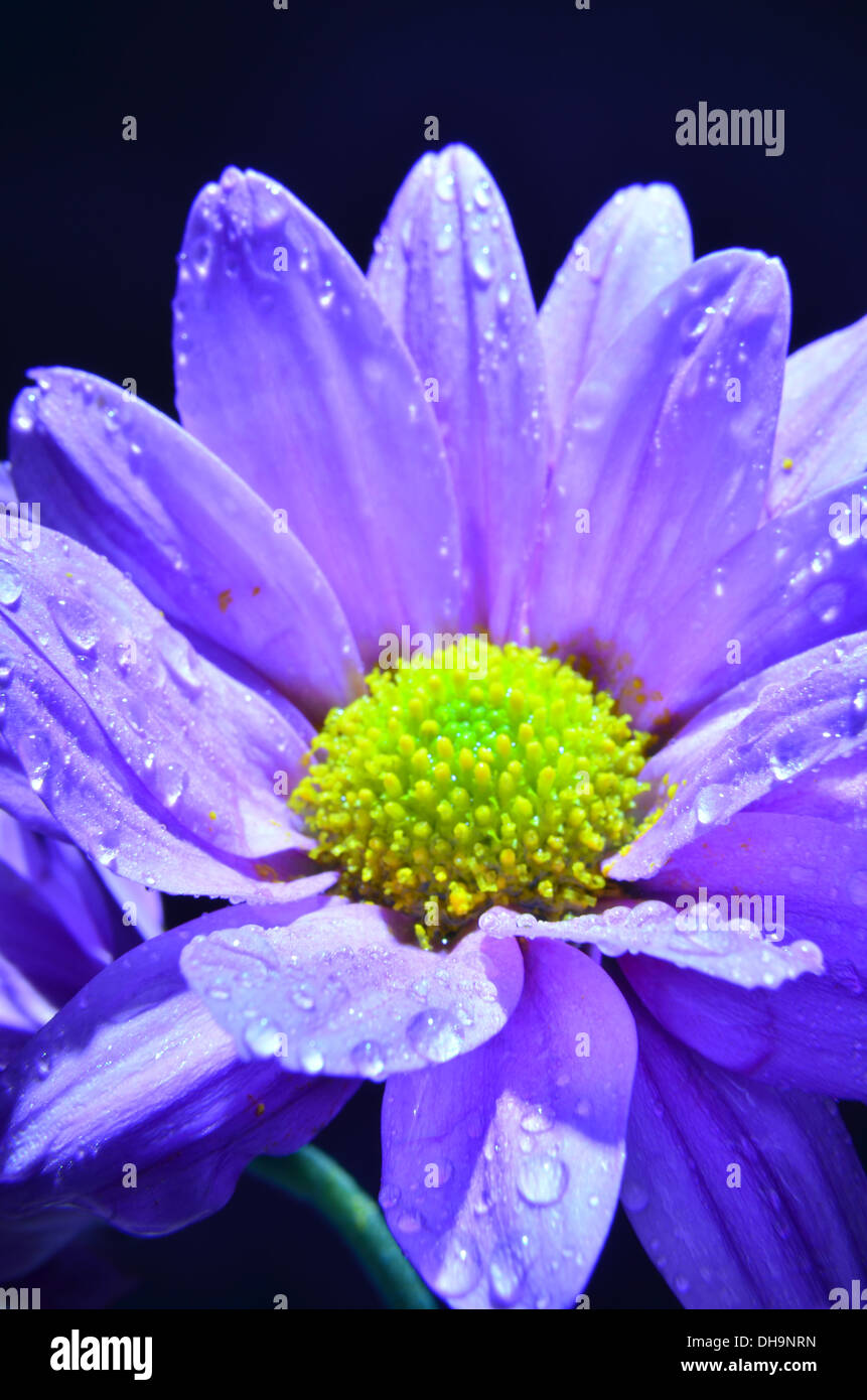 A selection of individual flowers taken in a studio environment Stock ...