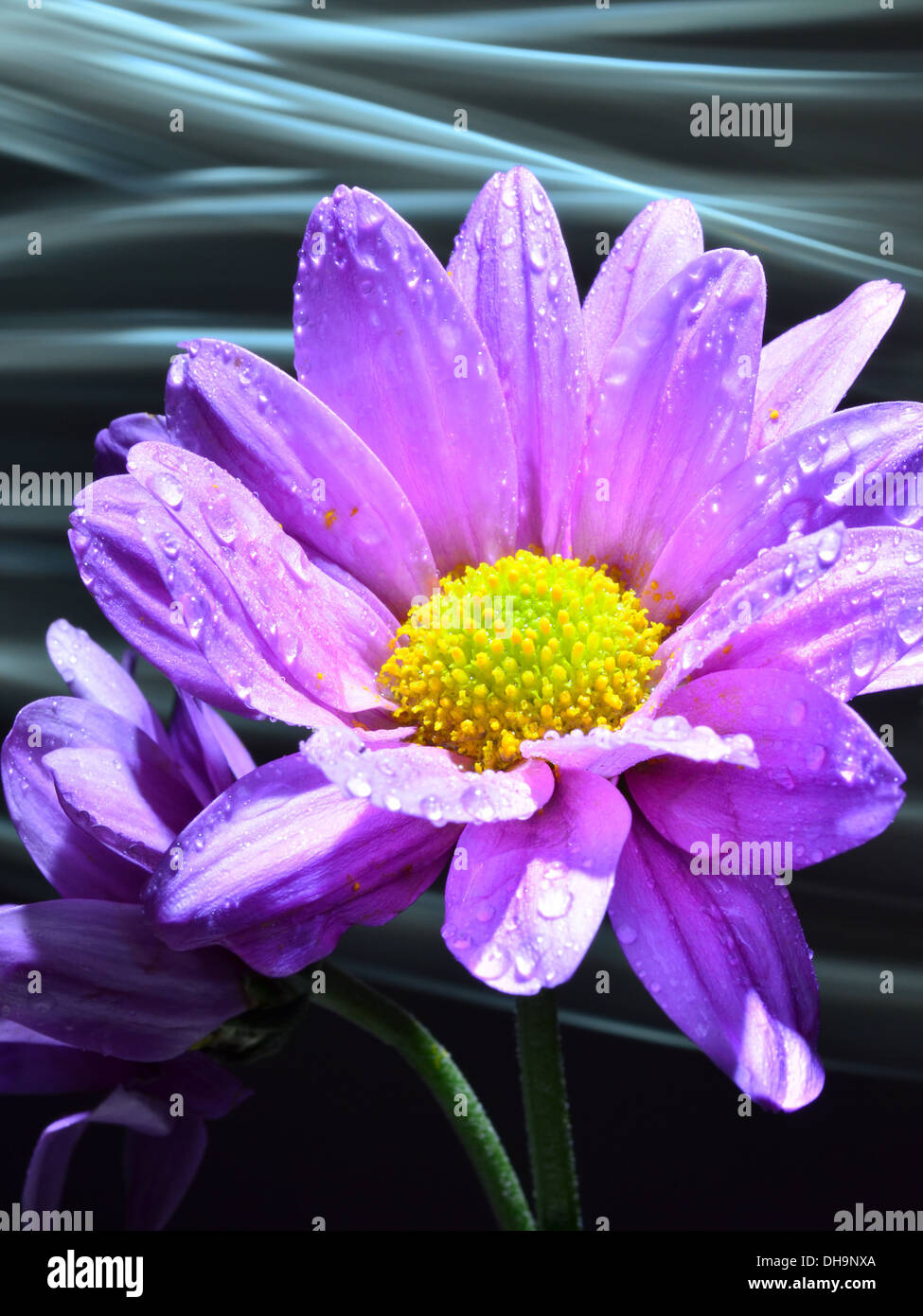 A selection of single flowers taKen in a studio environment Stock Photo ...