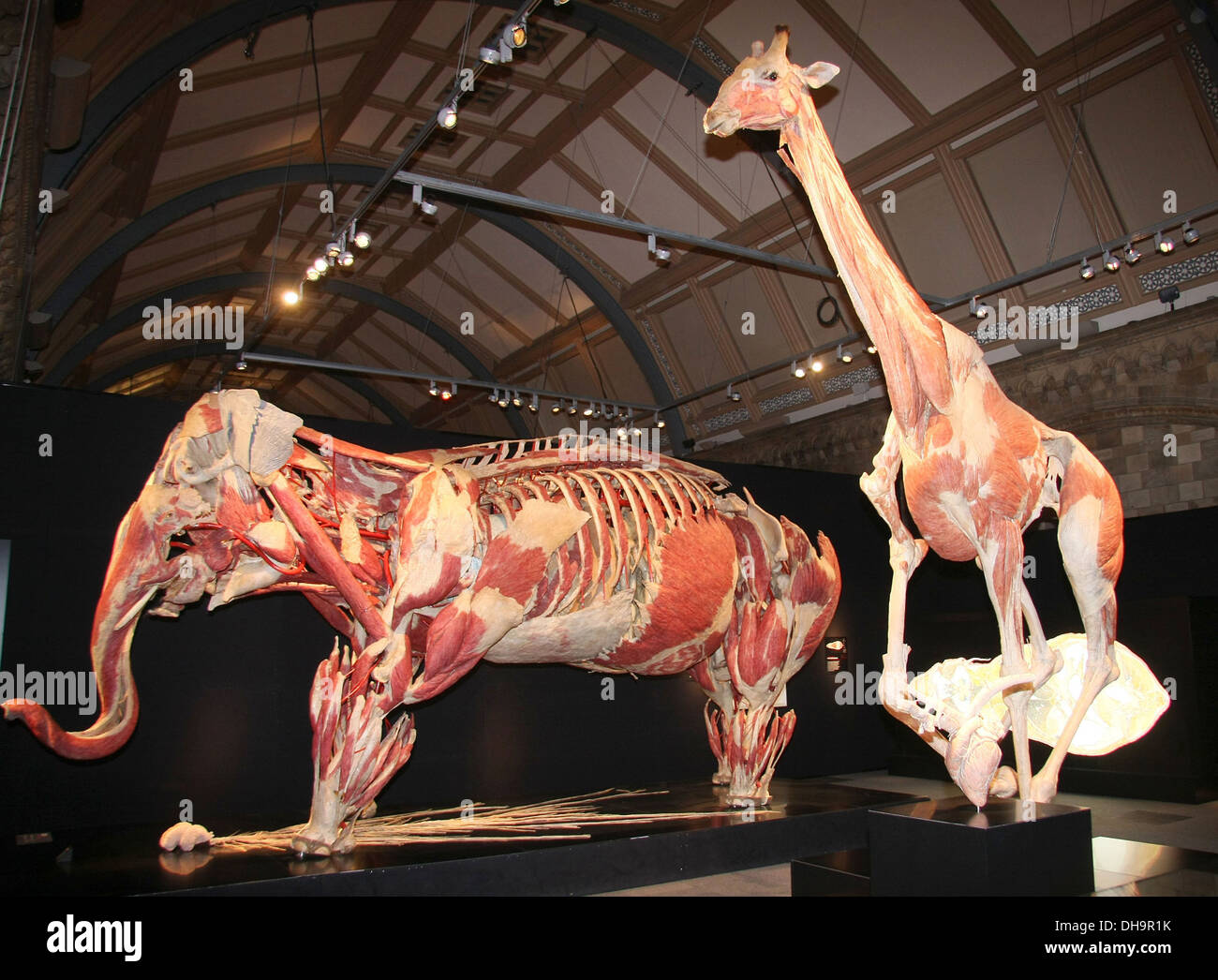 Plastinated Asian elephant and giraffe at 'Animal Inside Out ...