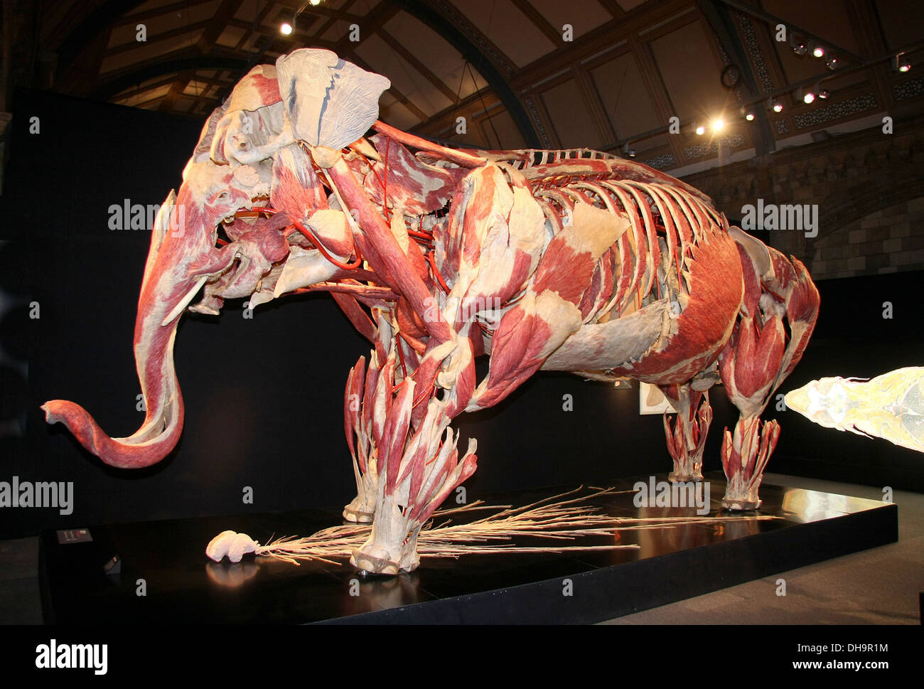 Plastinated Asian elephant at 'Animal Inside Out' exhibition at Natural ...