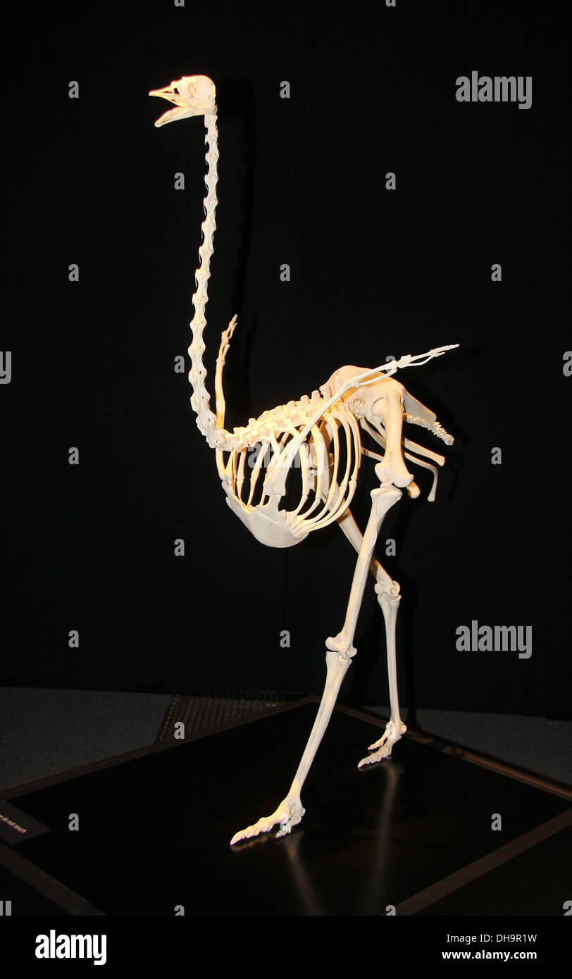 Skeleton of ostrich at 'Animal Inside Out' exhibition at Natural ...