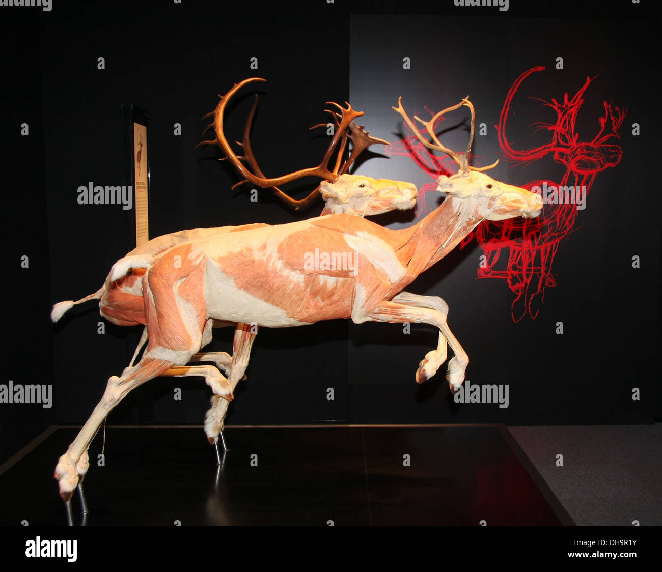 Animal exhibition inside out hi-res stock photography and images - Alamy