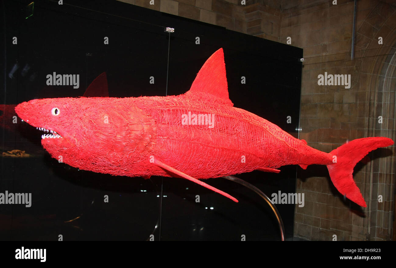 Plastinated shark at 'Animal Inside Out' exhibition at Natural History ...