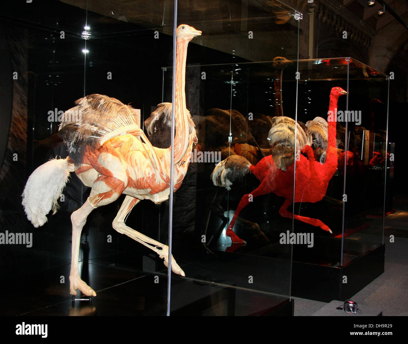 Plastinated ostrich at 'Animal Inside Out' exhibition at Natural ...