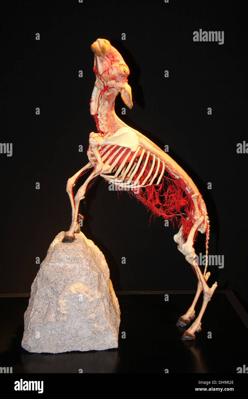 Plastinated goat at 'Animal Inside Out' exhibition at Natural History ...