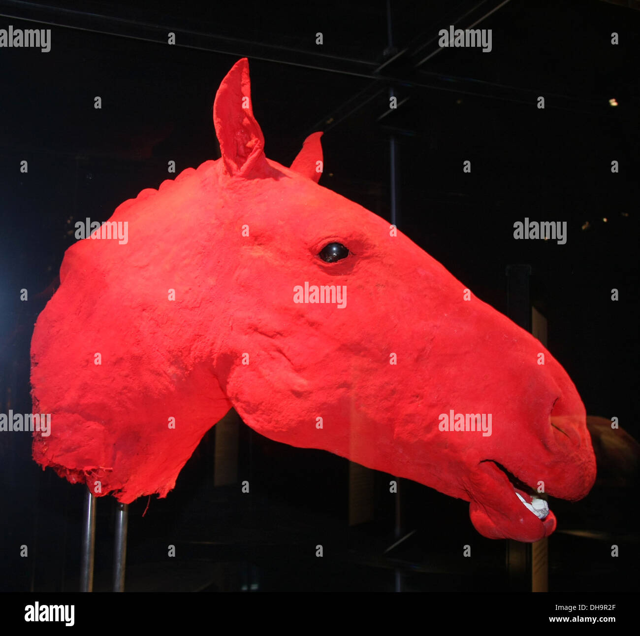 Plastinated horse's head at 'Animal Inside Out' exhibition at Natural ...