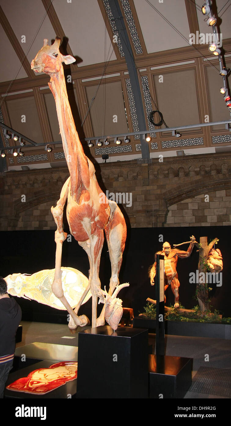 Plastinated giraffe at 'Animal Inside Out' exhibition at Natural ...