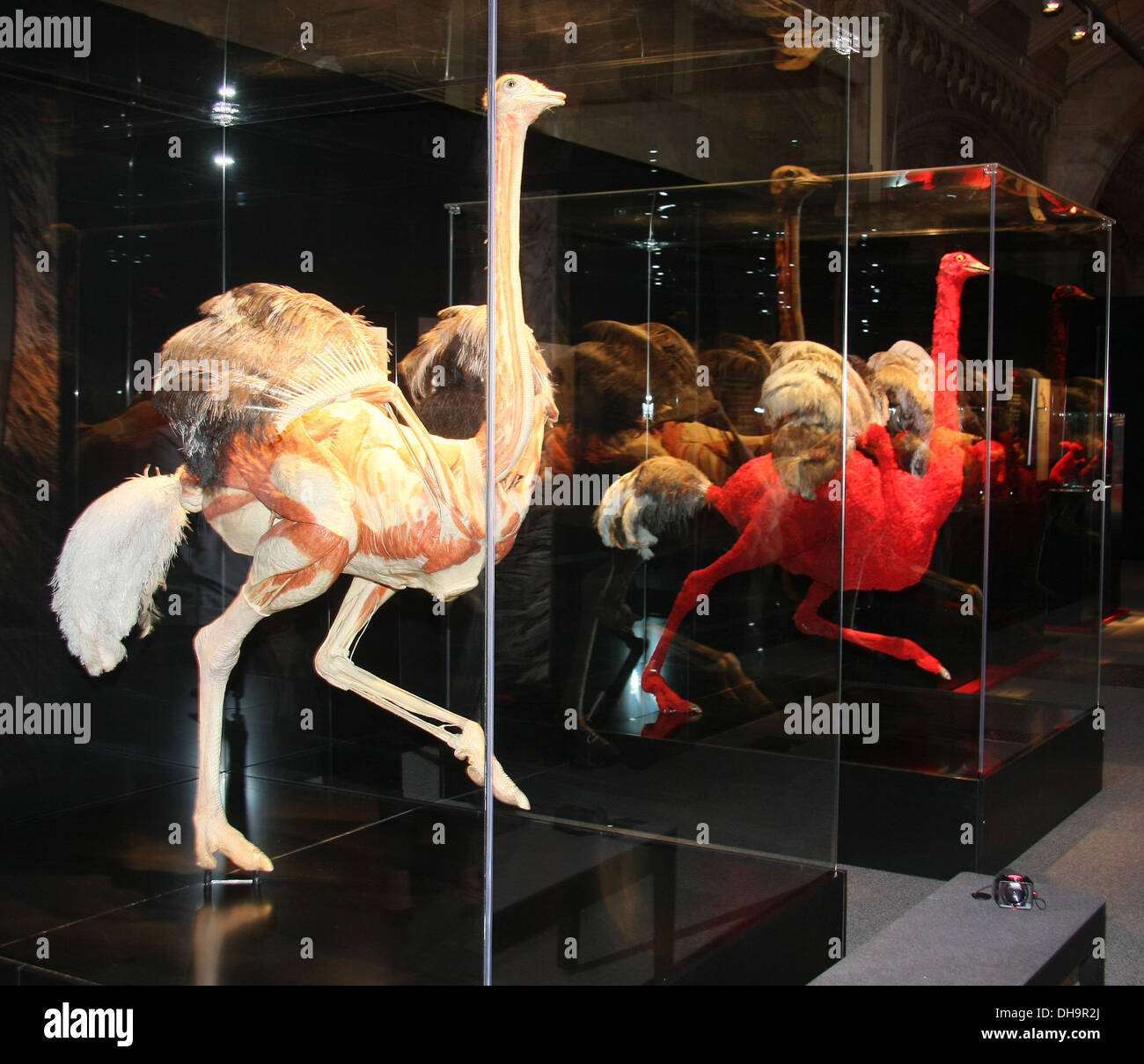 Plastinated ostrich at 'Animal Inside Out' exhibition at Natural ...