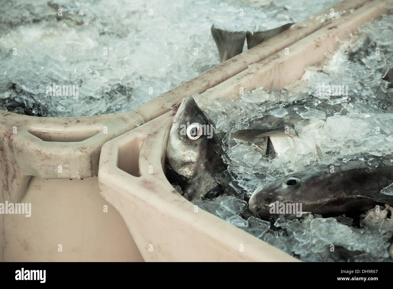 Catch of the day - Fresh Fish in Shipping Plastic Containers. Toned ...
