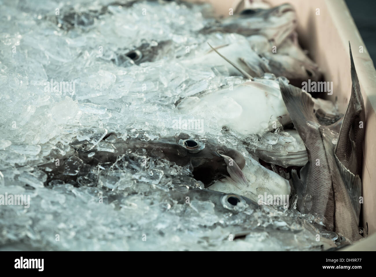 Catch of the day - Fresh Fish in Old Shipping Container. Filtered shot ...
