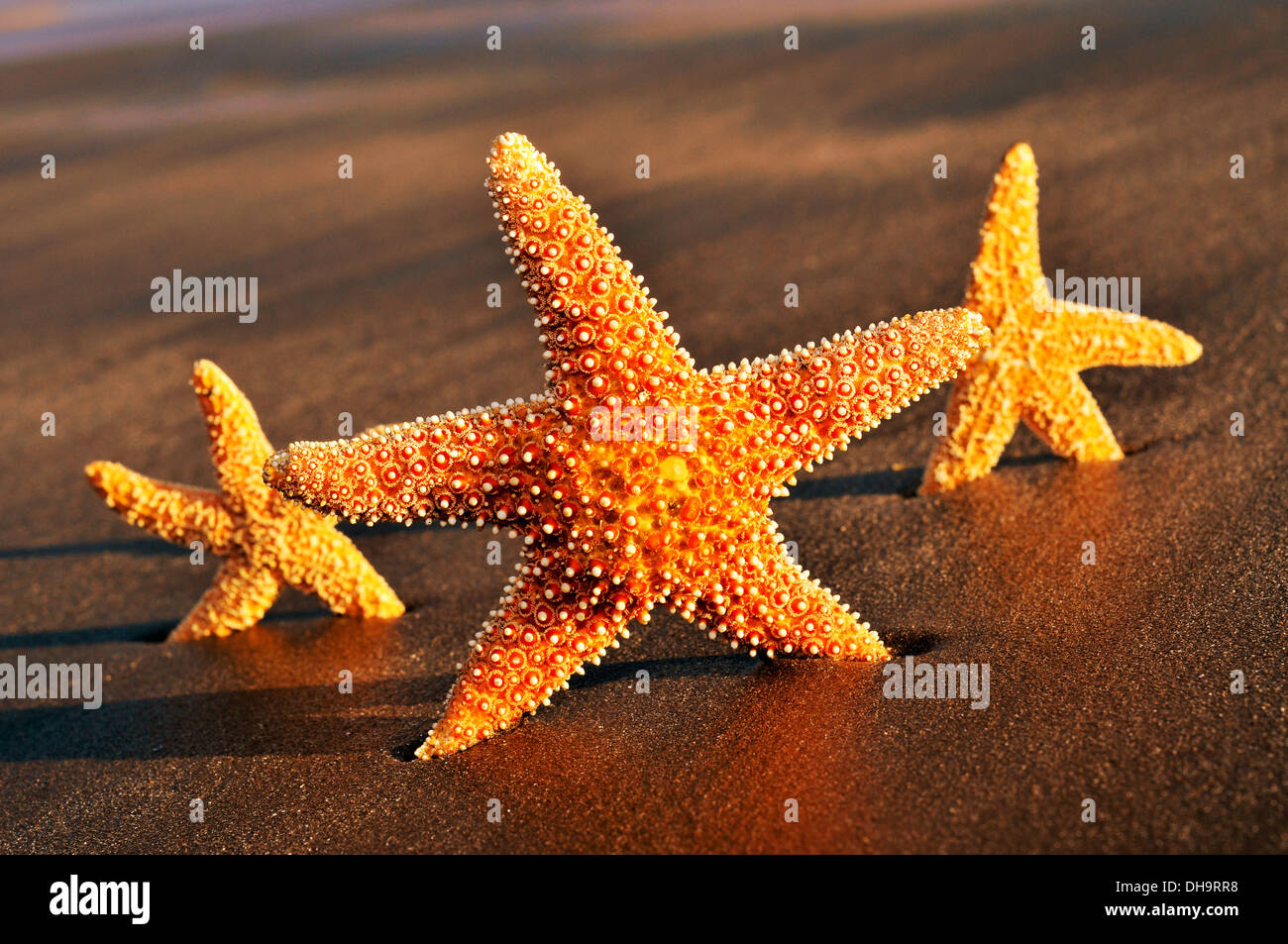 Starfishes hi-res stock photography and images - Alamy