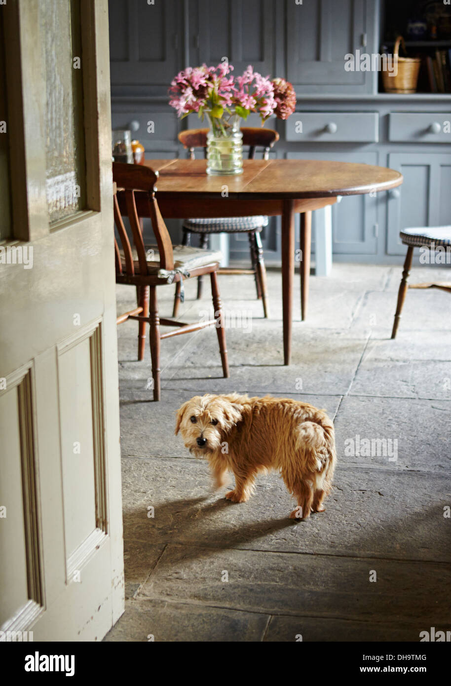 Dog kitchen table hi-res stock photography and images - Alamy