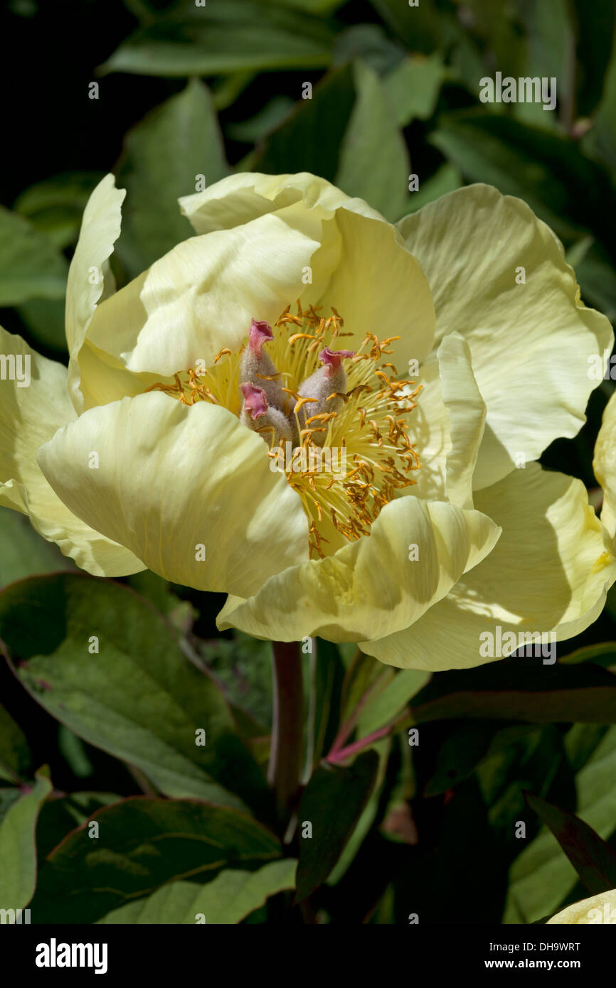 Yellow tree peony hi-res stock photography and images - Alamy