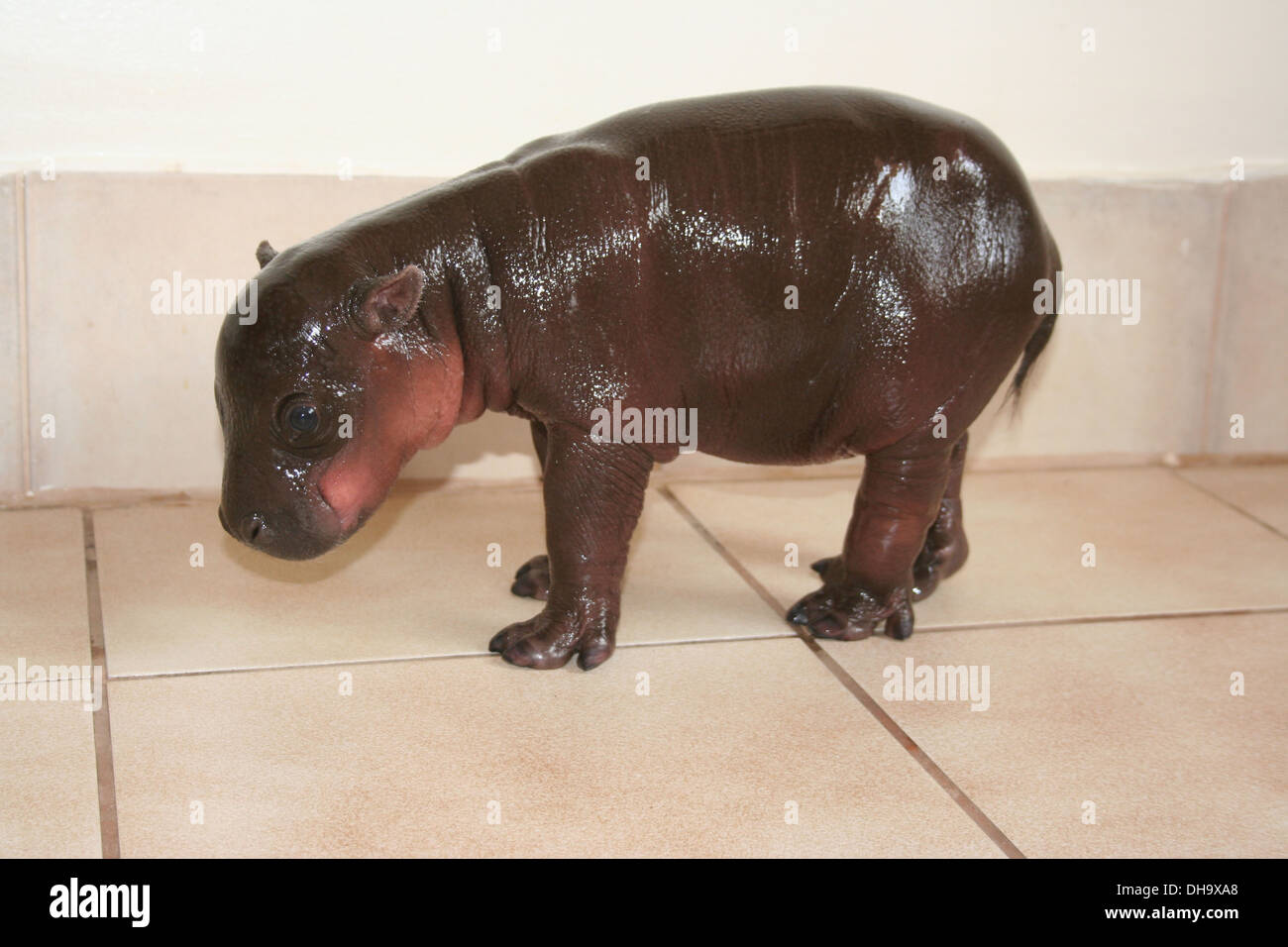 Hip hip hooray hi-res stock photography and images - Alamy