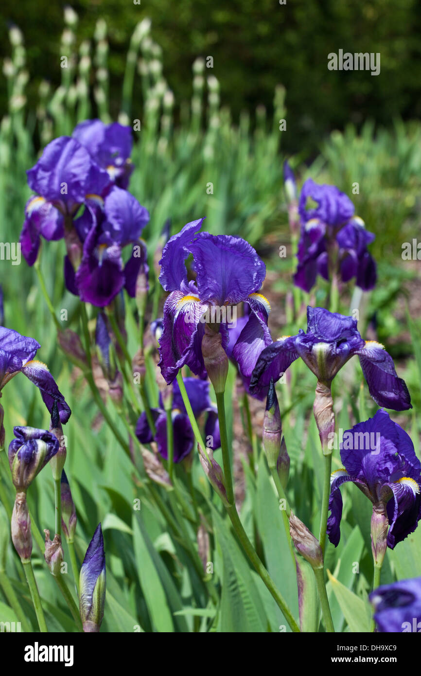 Purple bearded Iris Stock Photo - Alamy