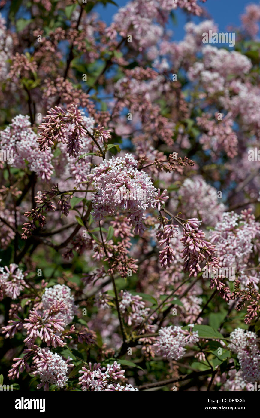 Syringia komarowii ssp reflexa - commonly called Nodding Lilac Stock ...