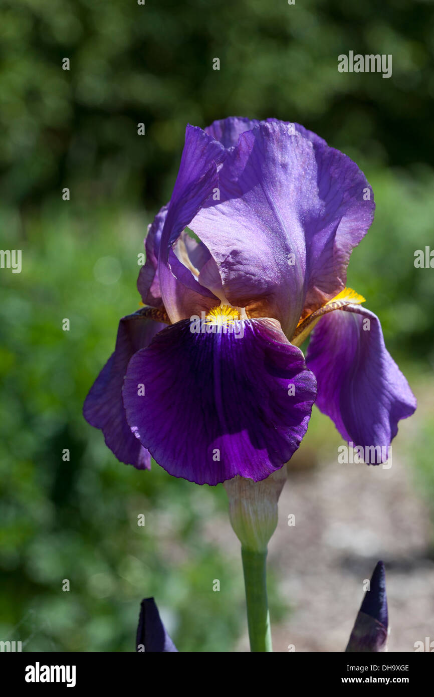 Iris alcazar hi-res stock photography and images - Alamy
