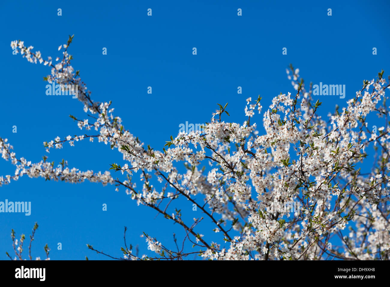 Spring Blossoms Salisbury England UK Stock Photo - Alamy