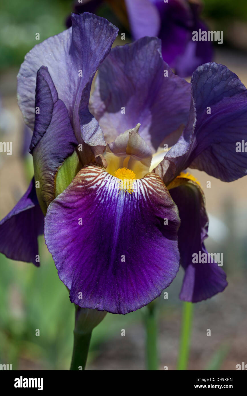 Iris alcazar hi-res stock photography and images - Alamy