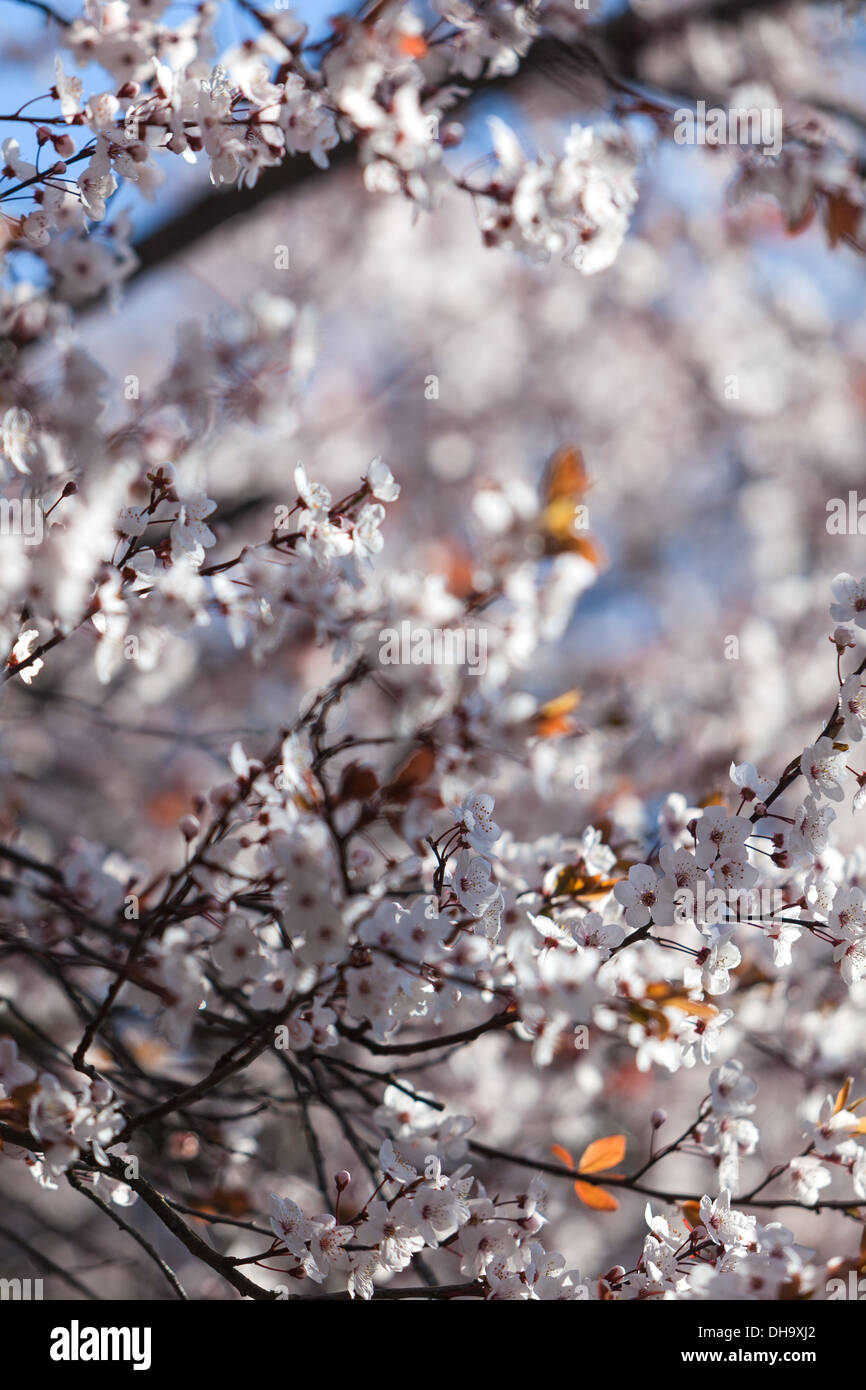 Spring Blossoms Salisbury England UK Stock Photo - Alamy