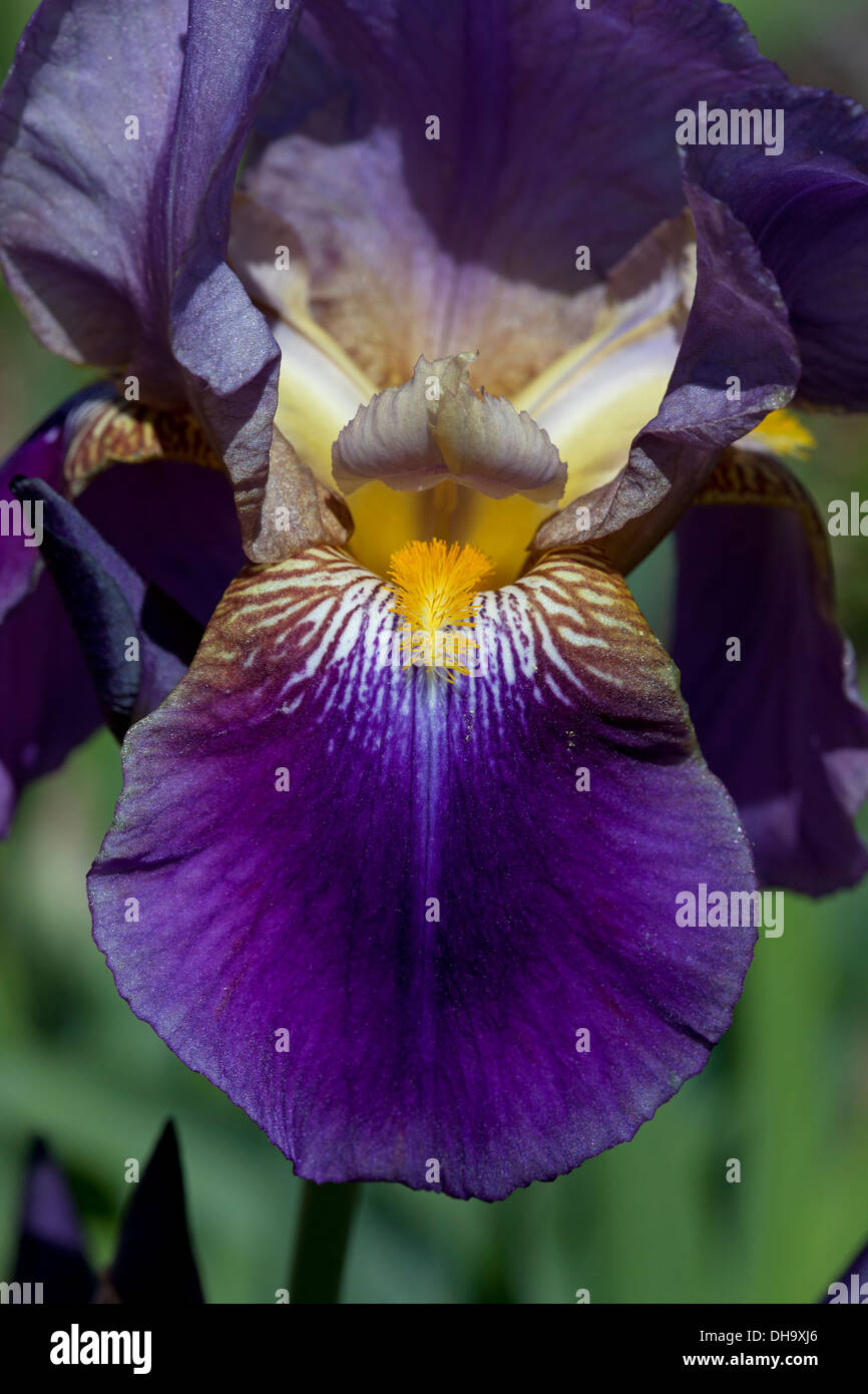 Iris alcazar hi-res stock photography and images - Alamy