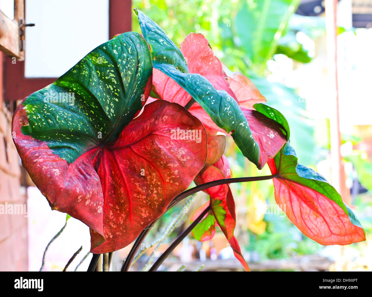Green caladium hi-res stock photography and images - Alamy