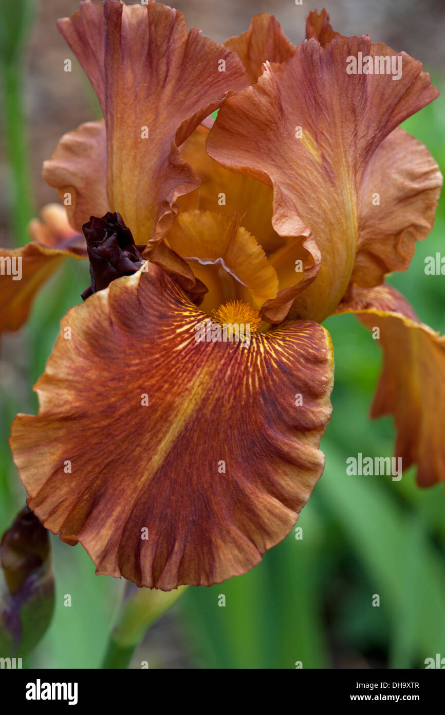 Copper iris hi-res stock photography and images - Alamy