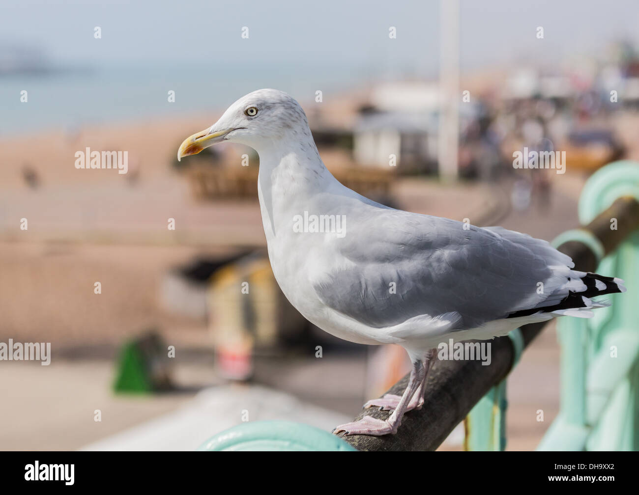 Adult Seagull on Brighton Beach, Brighton, United Kingdom, England ...