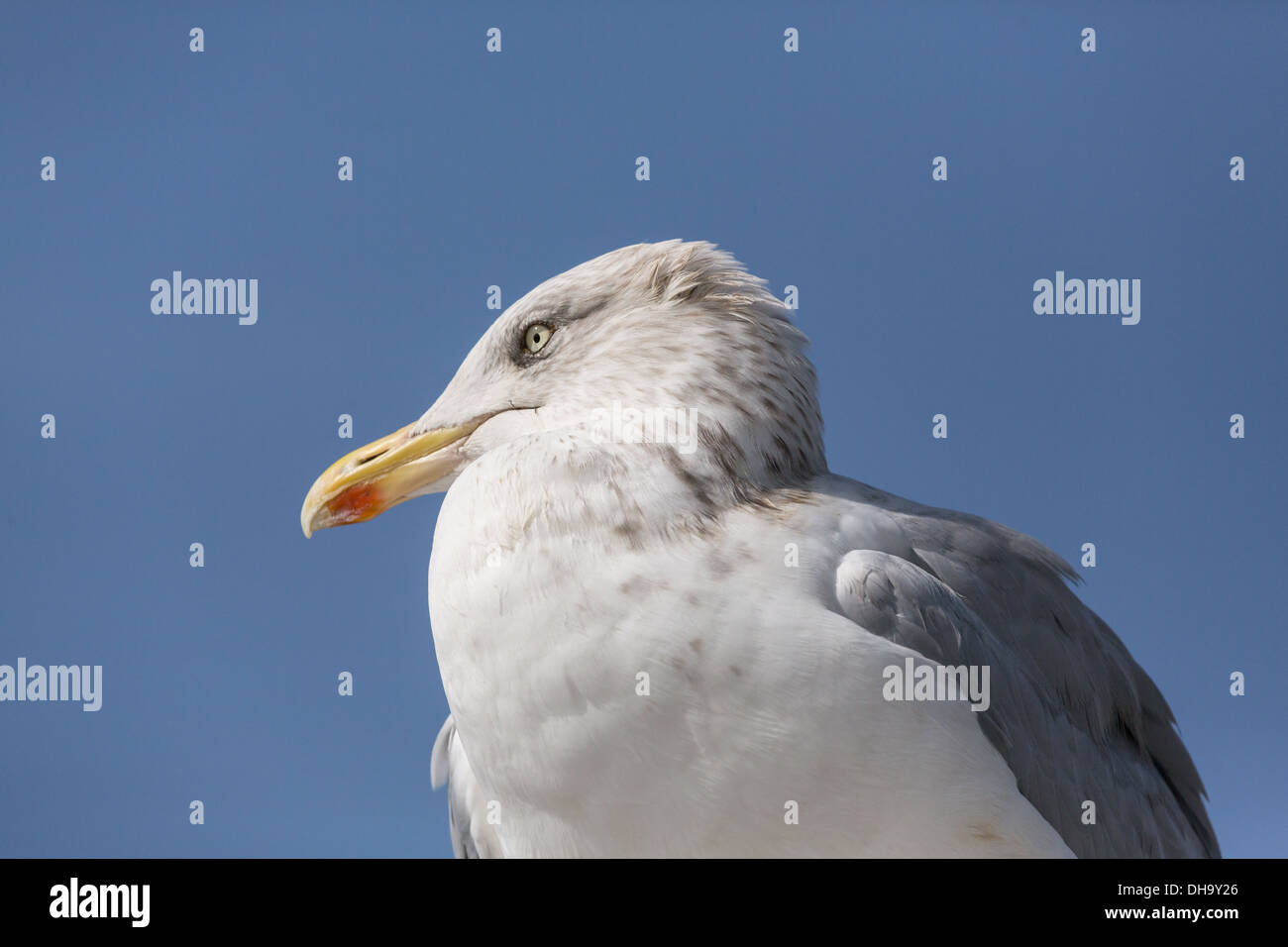 Brighton gulls hi-res stock photography and images - Alamy