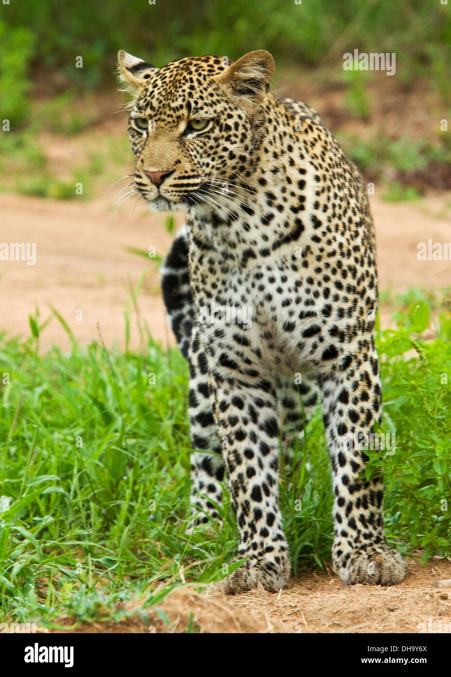 Panthera pardus panthera hi-res stock photography and images - Alamy