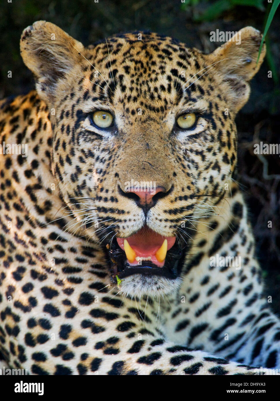 Leopard, Panthera pardus, Panthera Stock Photo - Alamy