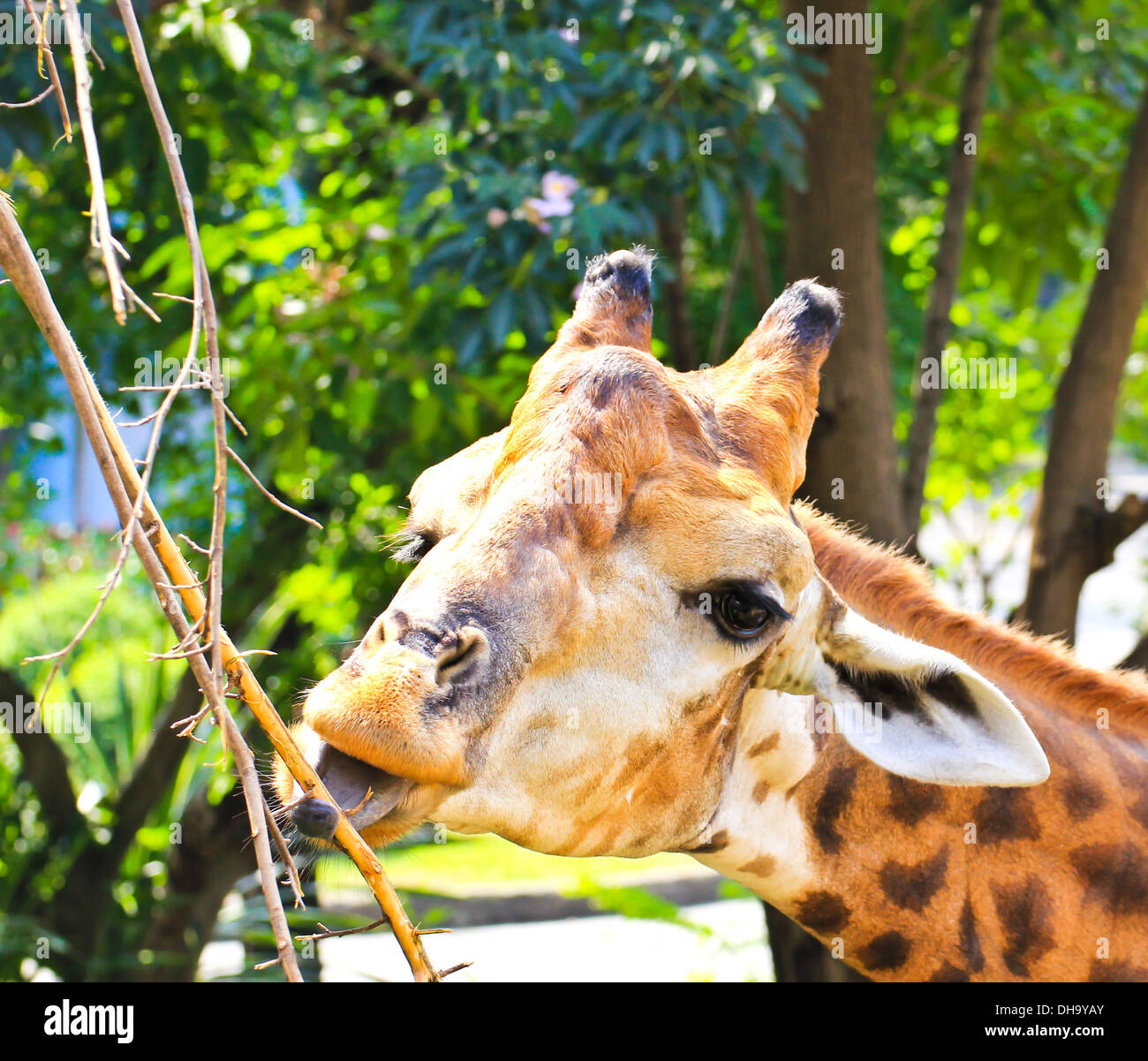 Giraffe Eating Leaves Up Close
