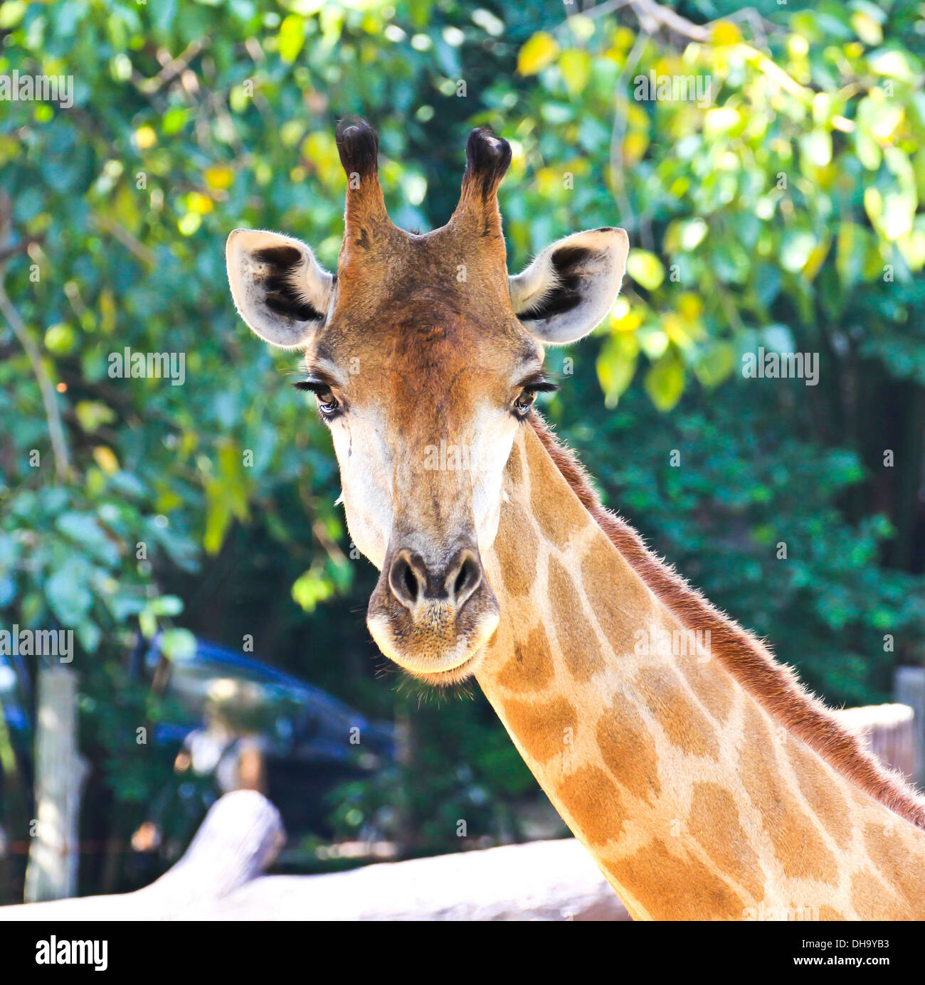 Closeup portrait of giraffe Stock Photo - Alamy