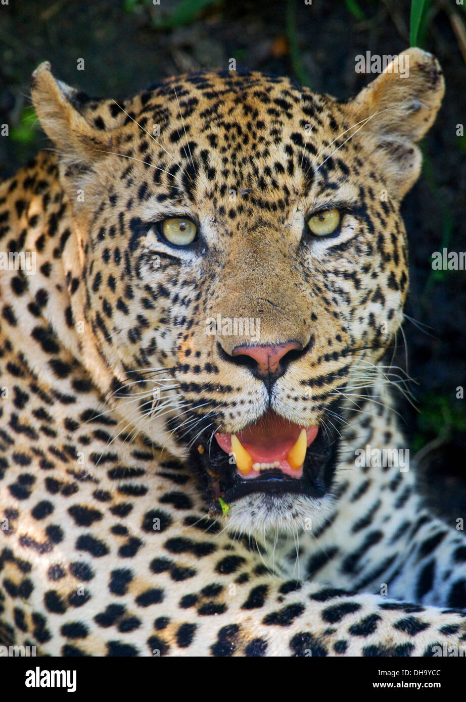 Leopard, Panthera pardus, Panthera Stock Photo - Alamy