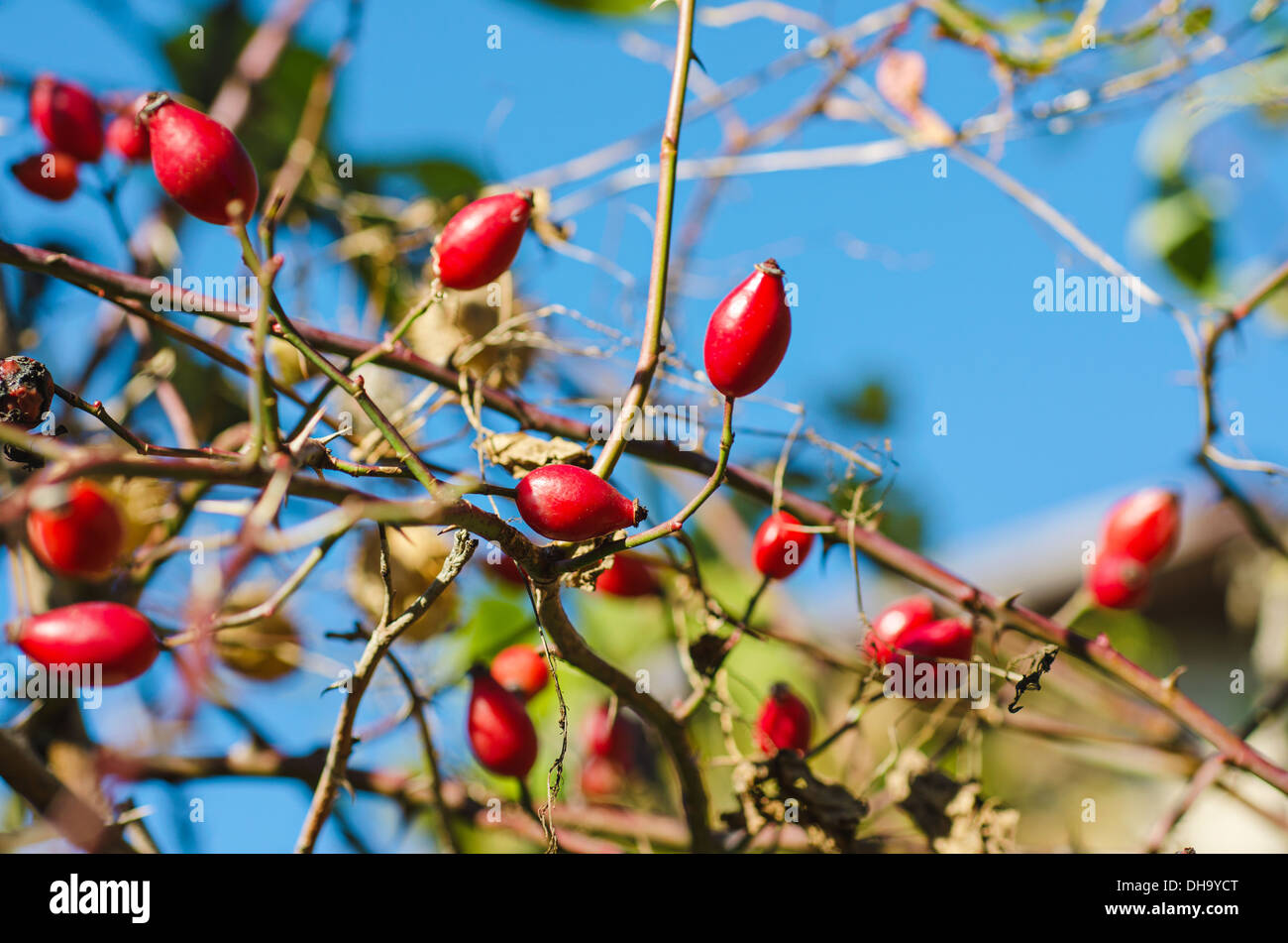 Rosehip hi-res stock photography and images - Alamy