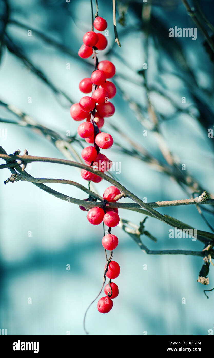 Schisandra berries Stock Photo - Alamy