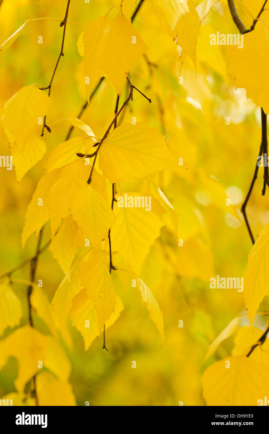 Autumn tree branch Stock Photo - Alamy