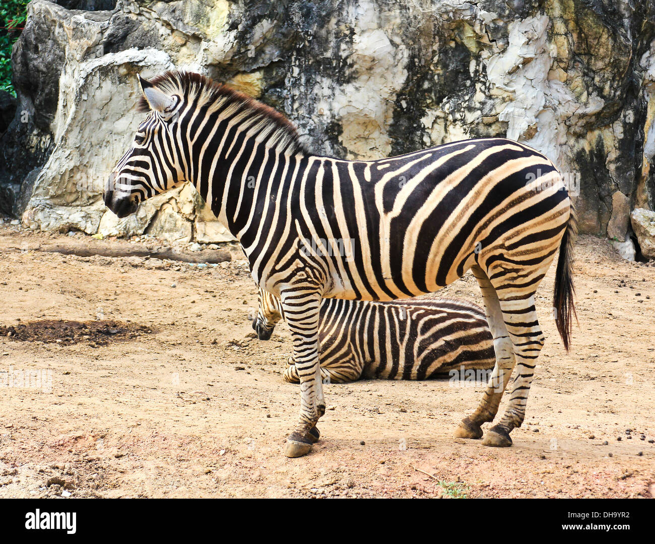 Madagascar zebra hi-res stock photography and images - Alamy