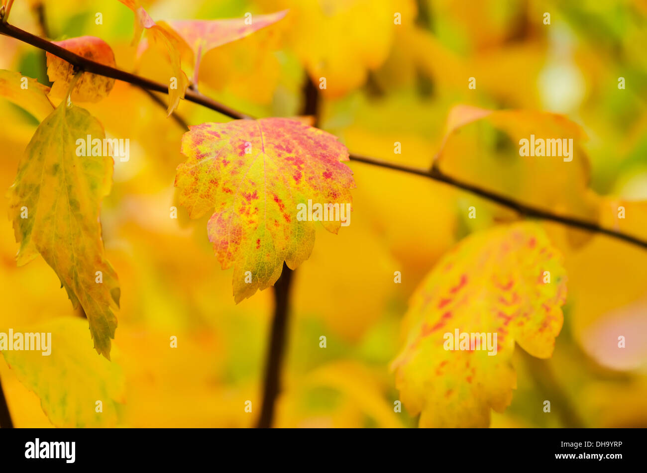 Autumn tree branch Stock Photo - Alamy